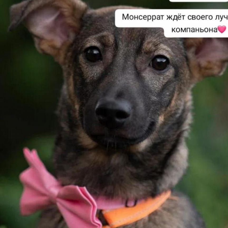Монсеррат Красотка и маленькая защитница