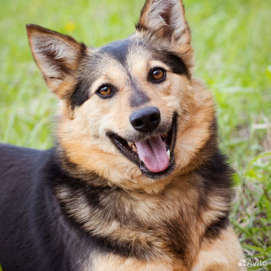 Небольшая молоденькая девочка из приюта ищет дом