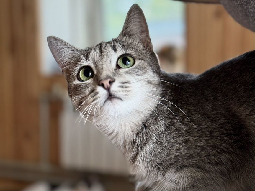 Серебристая красавица