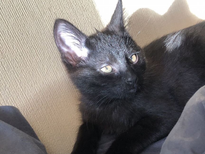 Кошка бесплатно