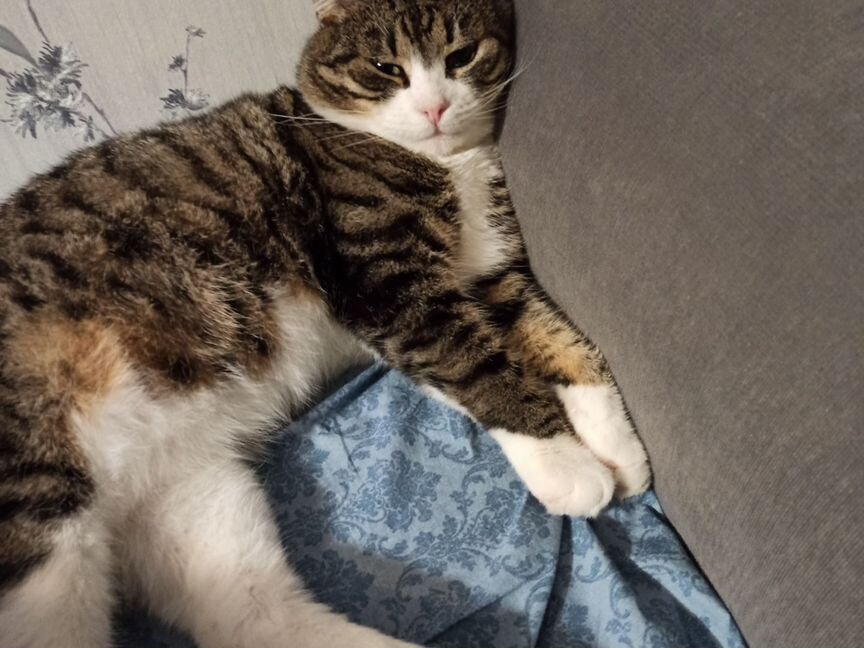 Кот в добрые руки