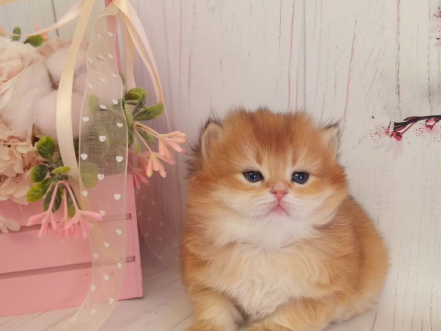 Породистые золотые котята