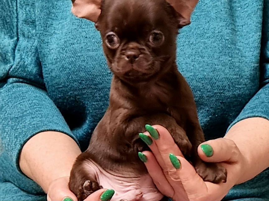 Шикарный парень Шоко- Шик