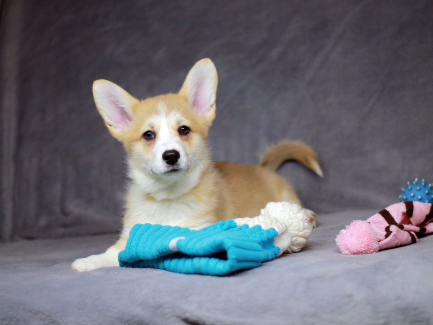 Великолепная Девочка Вельш Корги Пемброк