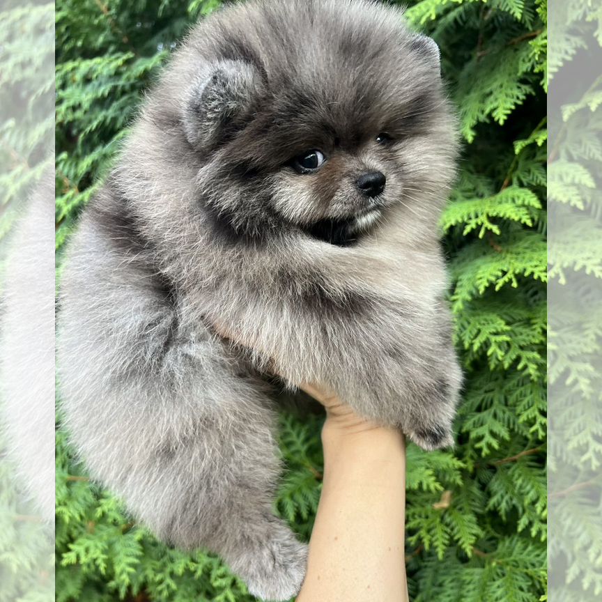 Шпиц померанский