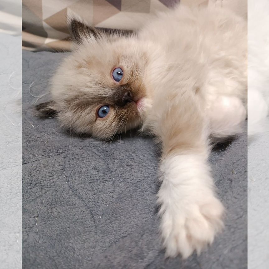Котёнок рэгдолл