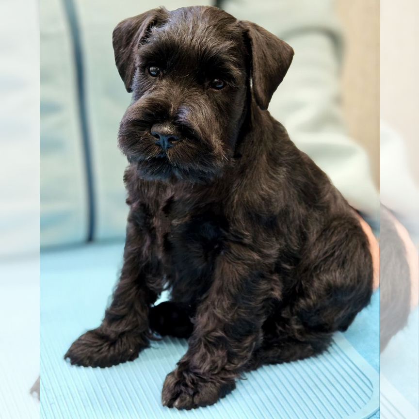 Цвергшнауцер, щенок