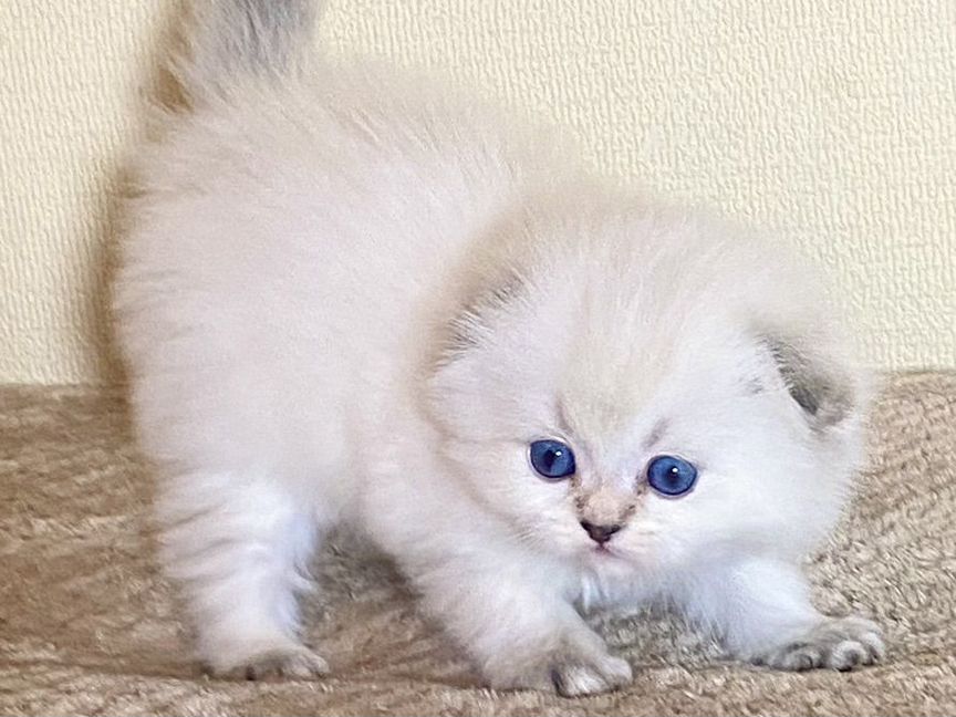 Золотые вислоухие котята
