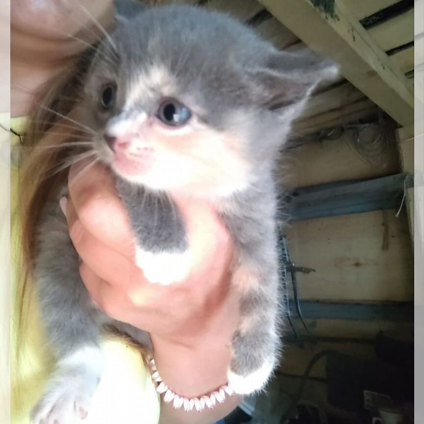 Котята в добрые руки бесплатно