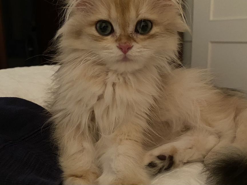 Отдам котенка в добрые руки породистые