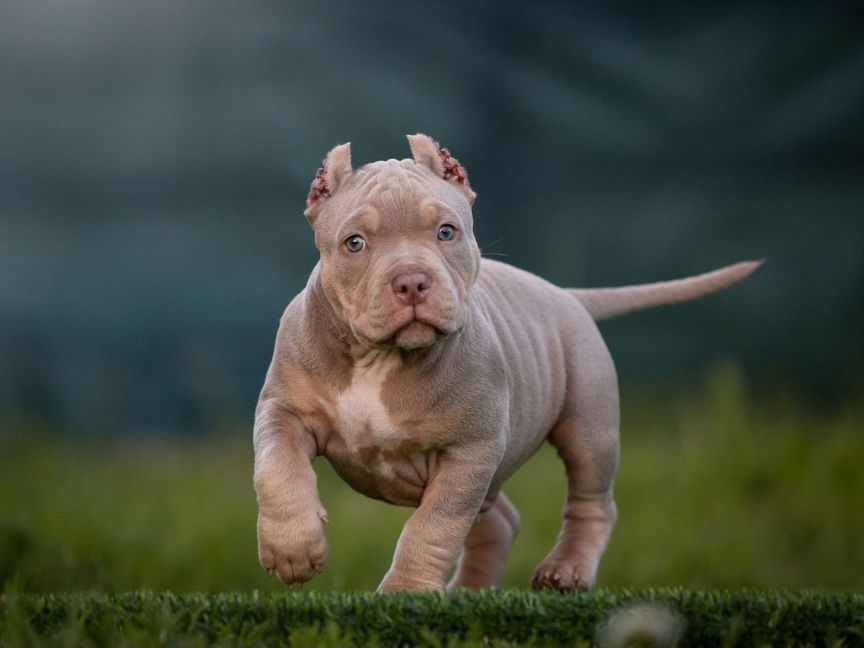 Американский булли. Лиловый триколор. Кобель