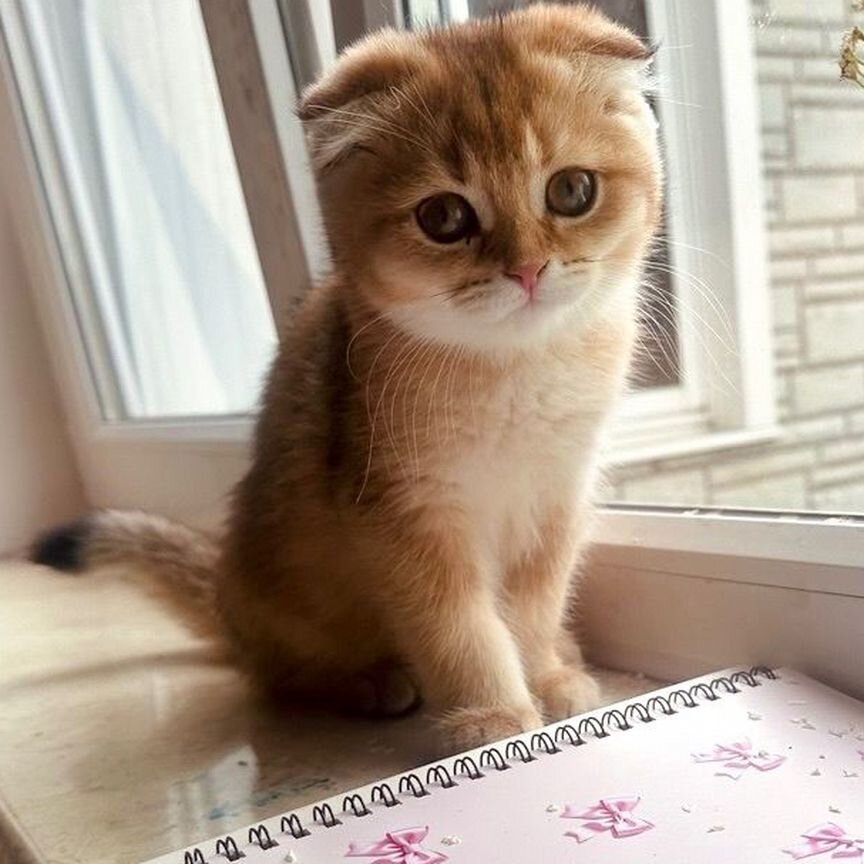 Британский короткошёрстный котёнок