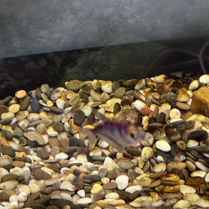 Аквариумные рыбки 2шт за 50