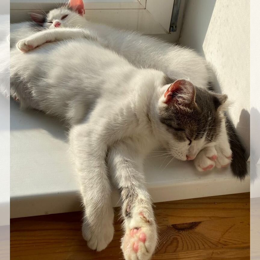 Красивый большеухий котенок