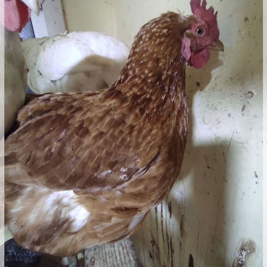 Куры на суп