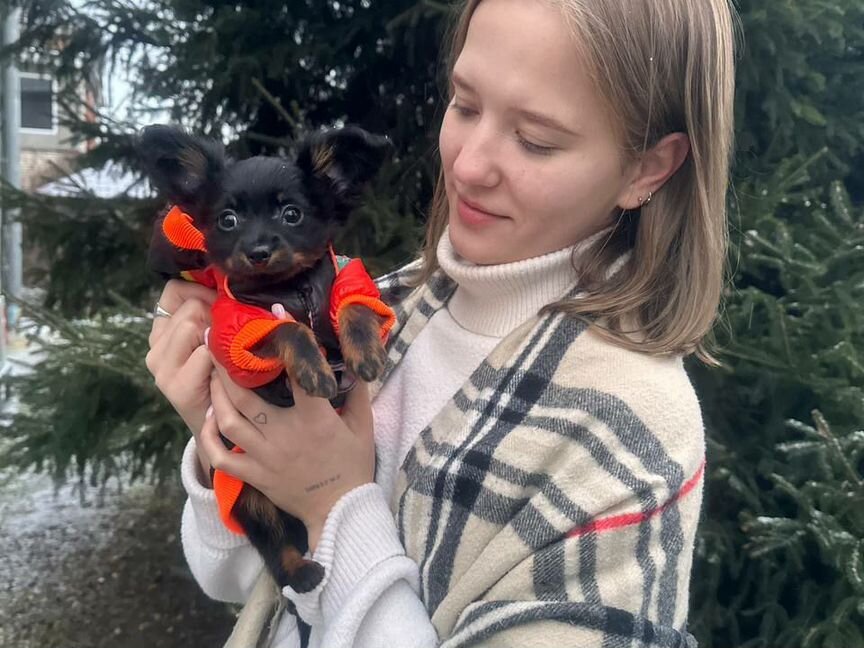 Малыш тойчик (русский той длинношерстный)