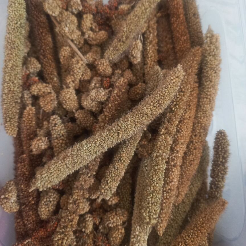 Просо жёлтое в колосе