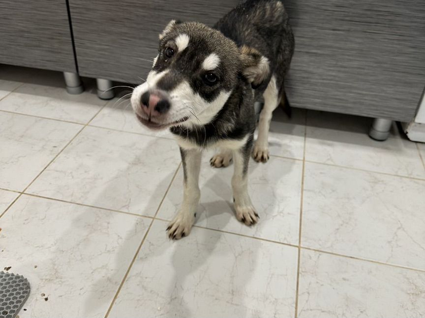 Собаки щенки