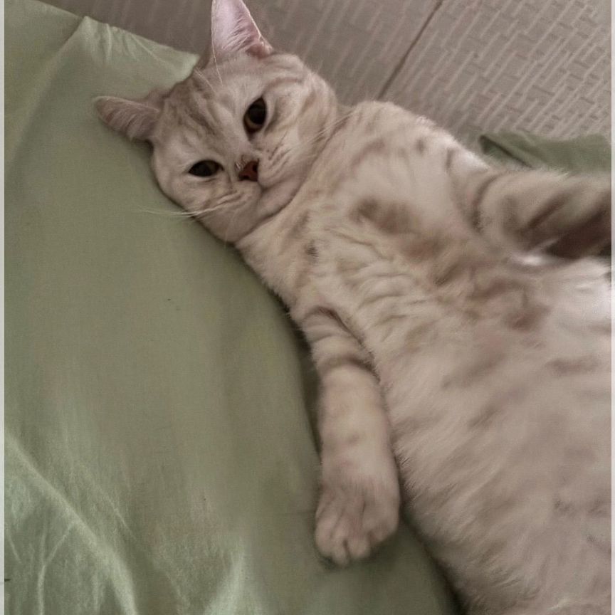 Шотландский котик вязка