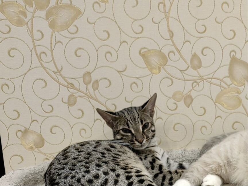 Гибрид алк и каракета