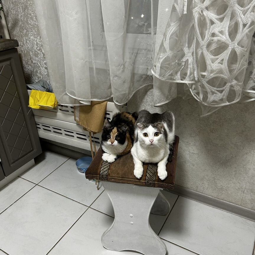 Отдам двух красивых кошечек