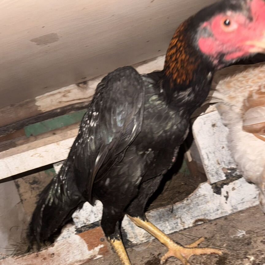 Бойцовые петухи о шамо