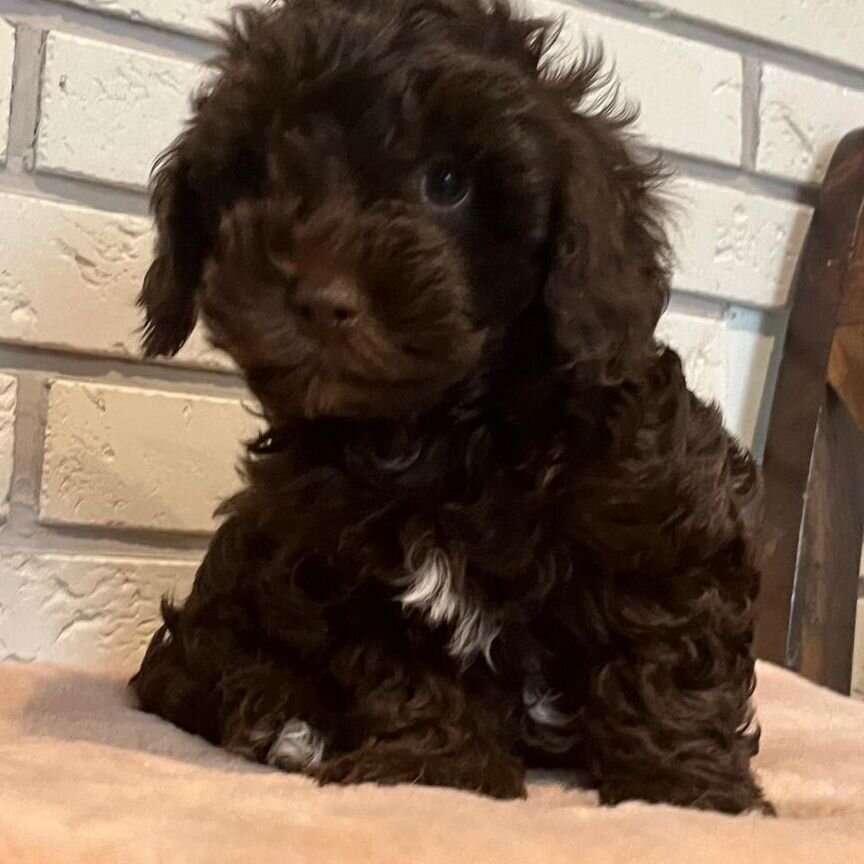 Мальтипу f1 мальчик Дональд