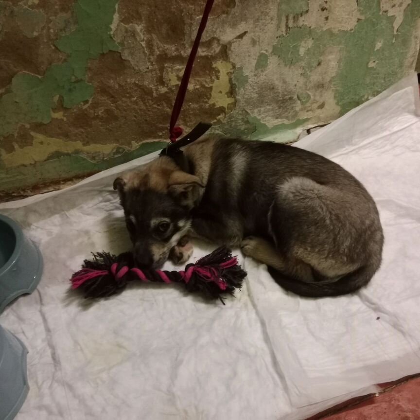 Щенок в добрые руки