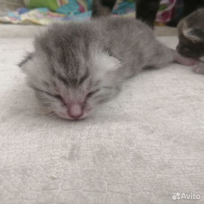 Котята породистые бесплатно