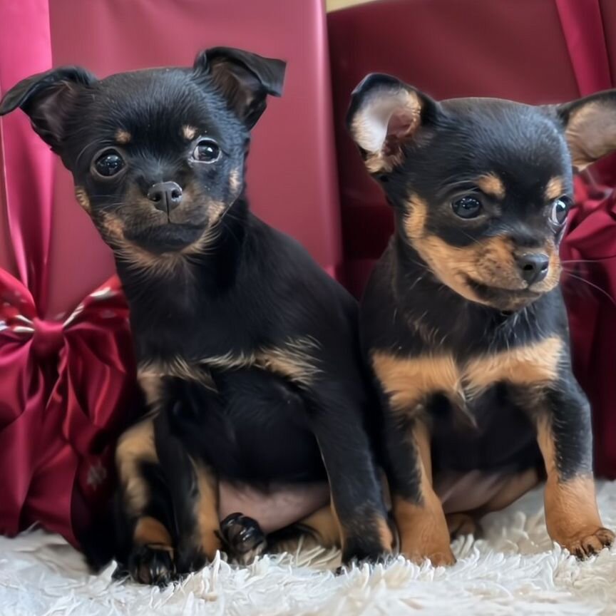 Чихуахуа, щенок