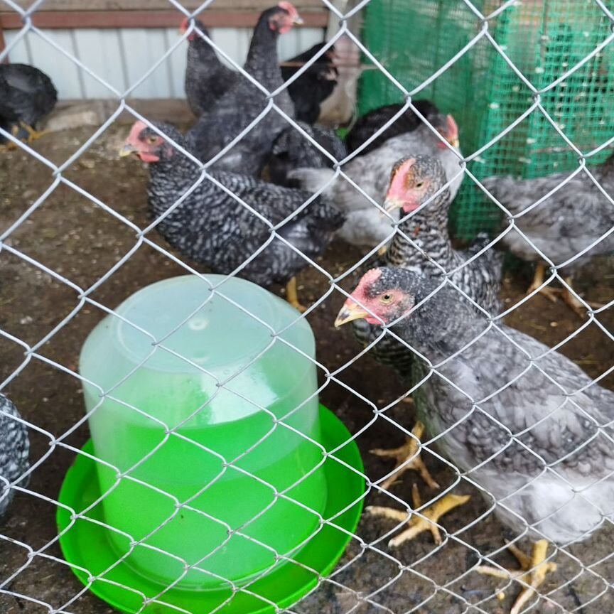 Продам двухмесячных петушков на доращивание