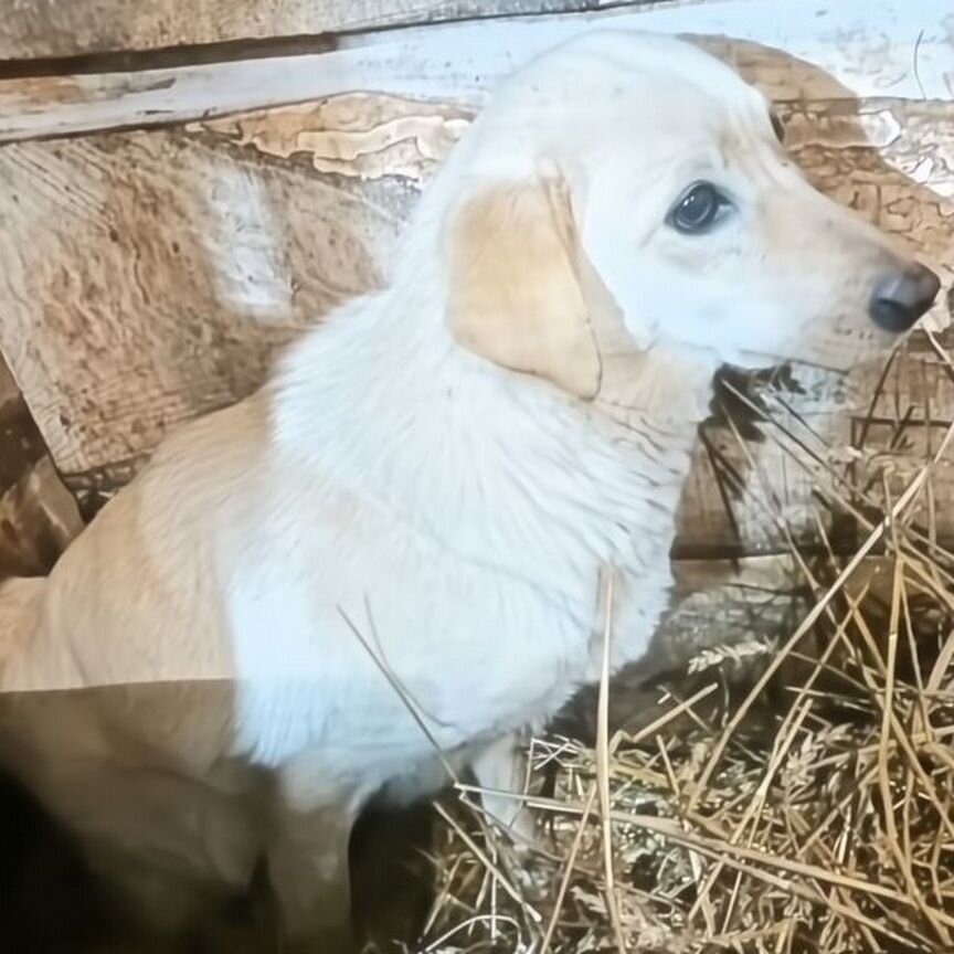 Взрослая собака в добрые руки