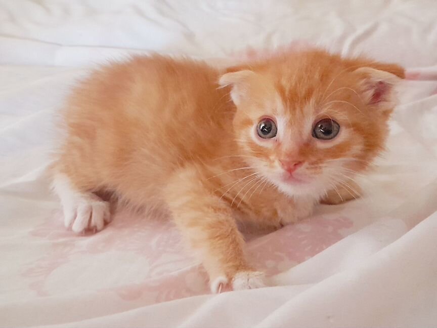 Вислоухий кот. Котенок