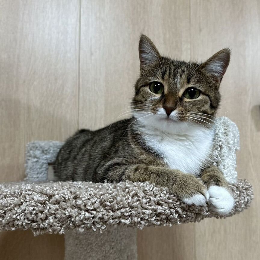 Взрослая, Девочка кошка в добрые руки