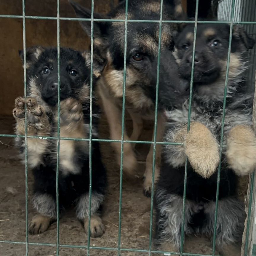 Немецкая овчарка щенки