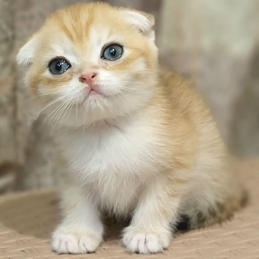 Шотландский золотой котик