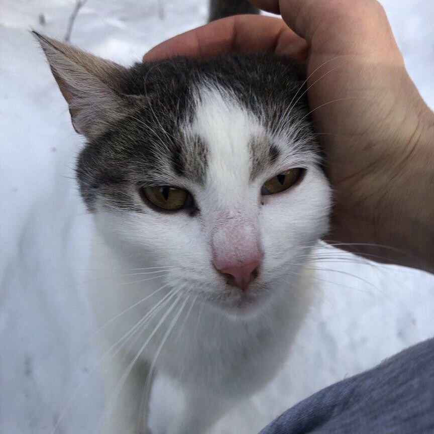 Милый котик 8 месяцев