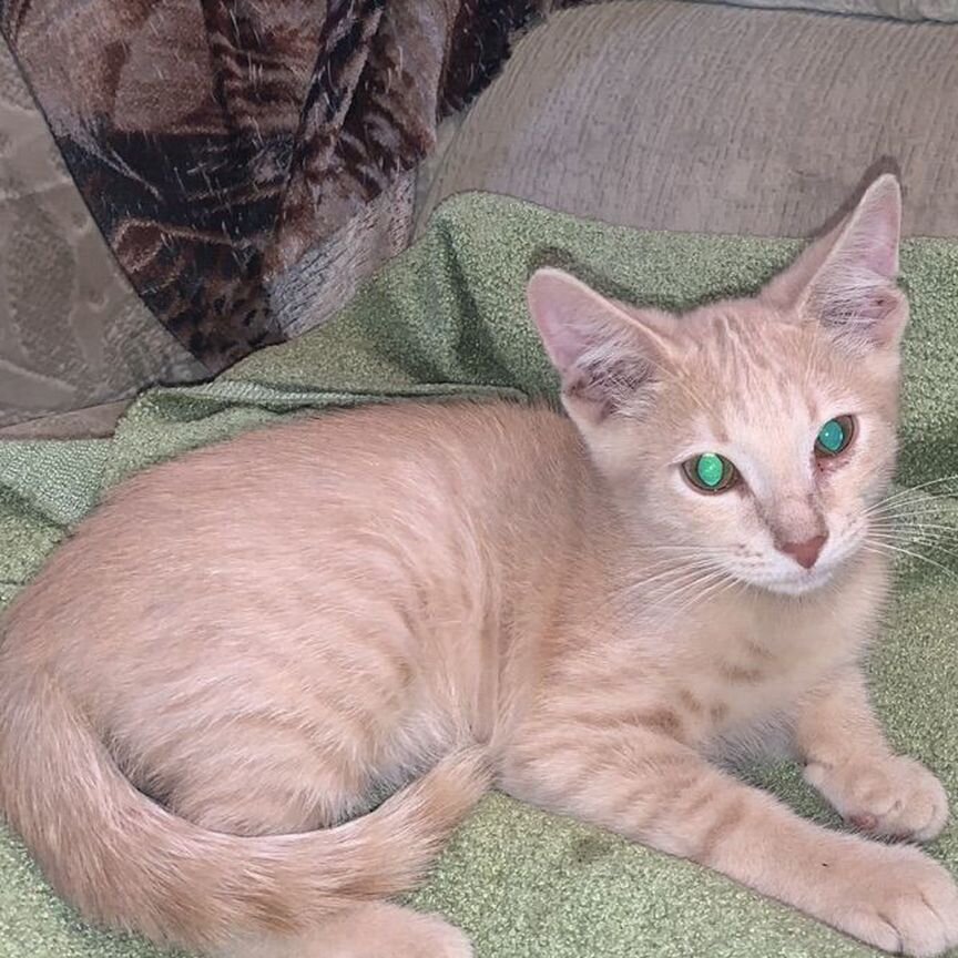 Рыжий кот 4 месяца в добрые руки