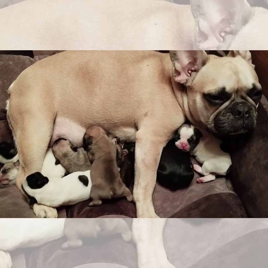 Французский бульдог