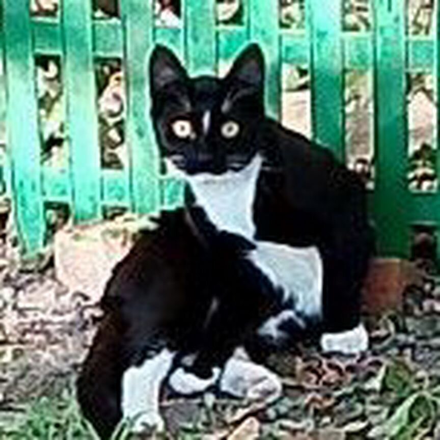 Котёнок девочка выживает на улице