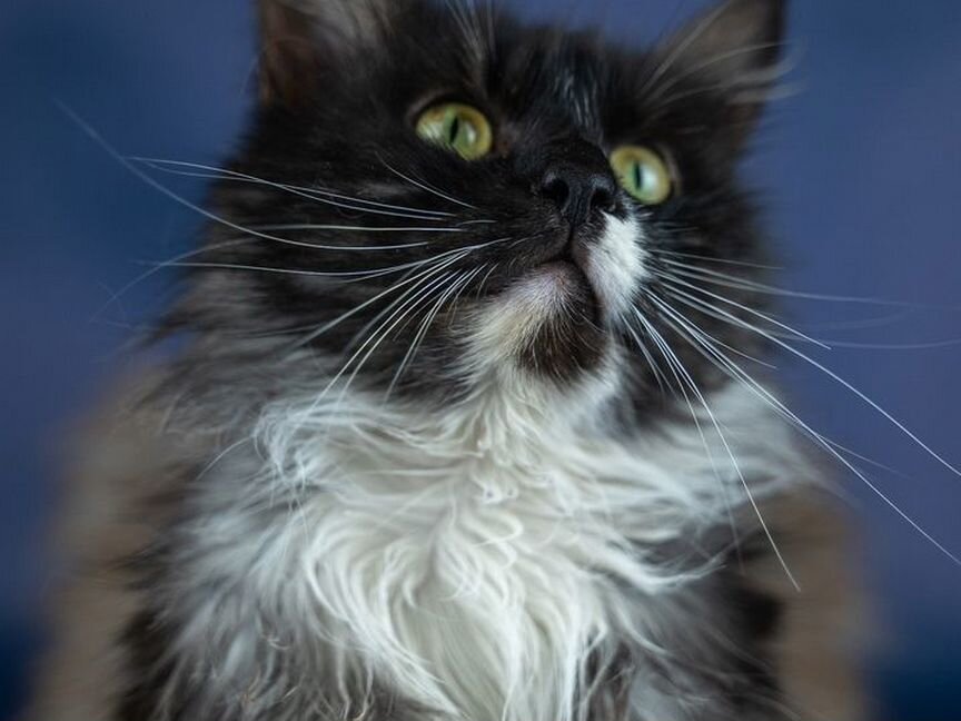 Кот Грей