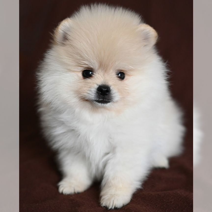 Немецкий шпиц, щенок