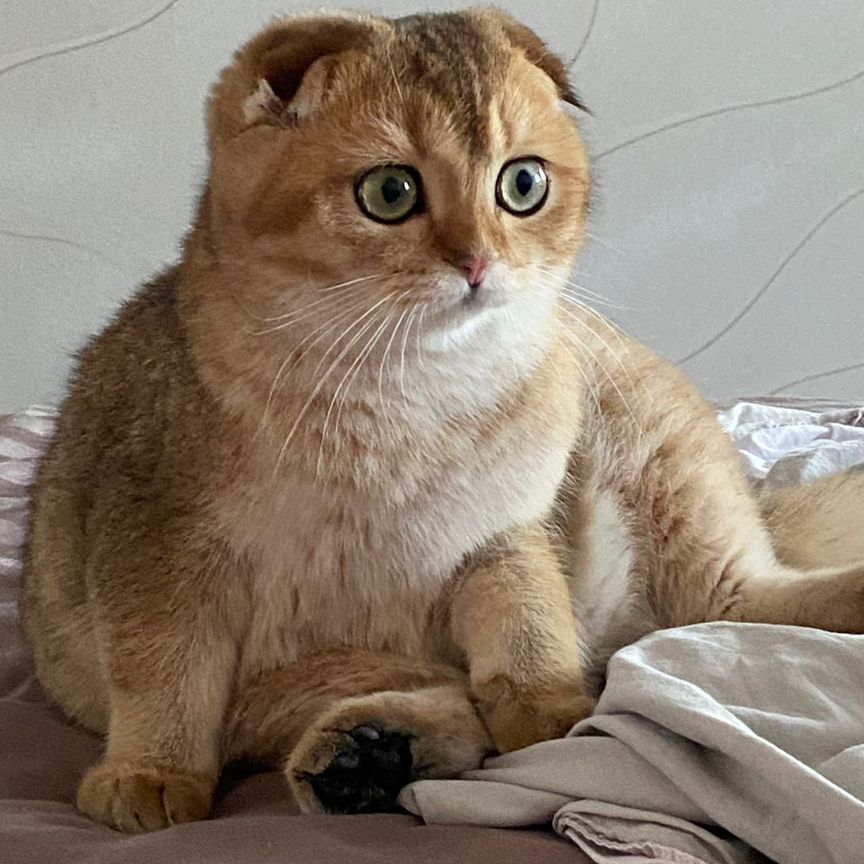 Шотландский вислоухий мальчик золотого окраса