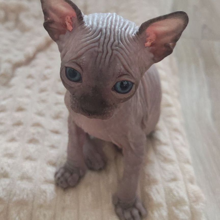 Канадский сфинкс котёнок