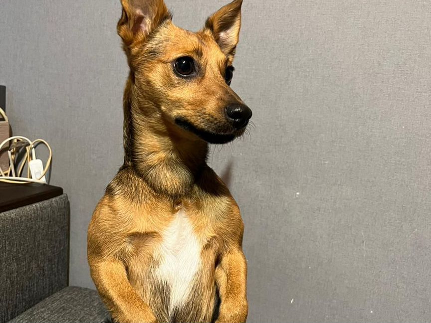 Собака в добрые руки маленькая порода