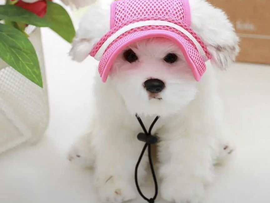 Кепка панама для собаки