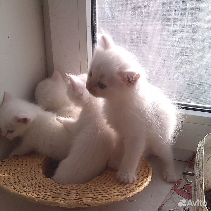 Белоснежки