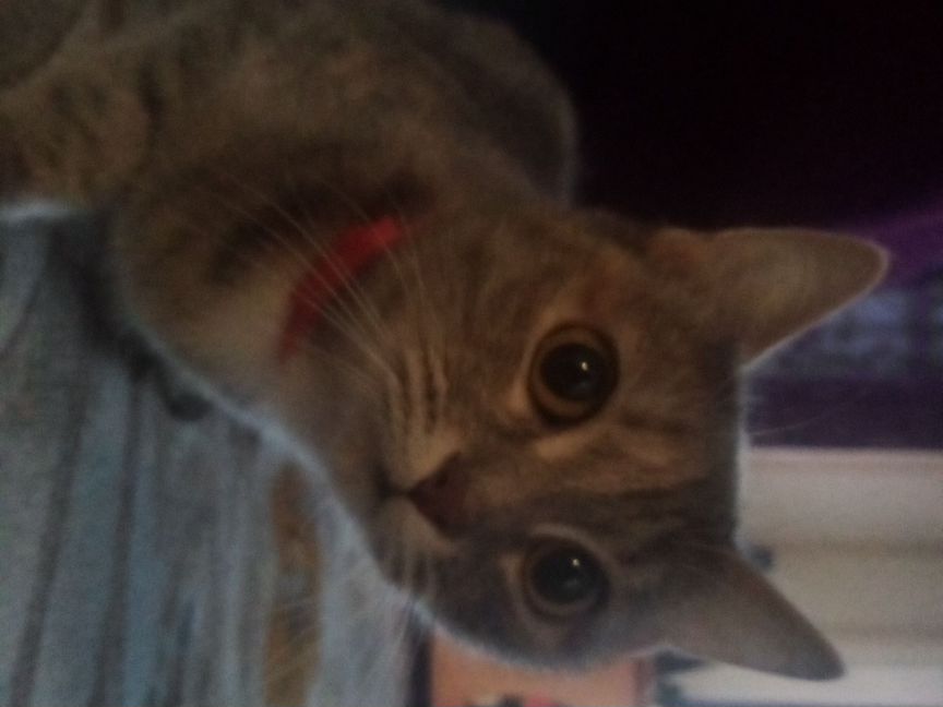 Кошка