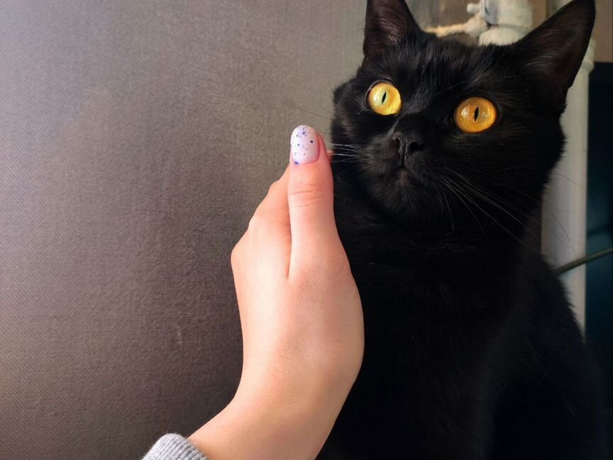 Отдам в хорошие руки бесплатно