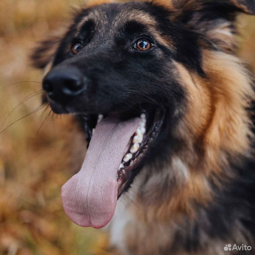 Я могу стать твоим верным другом